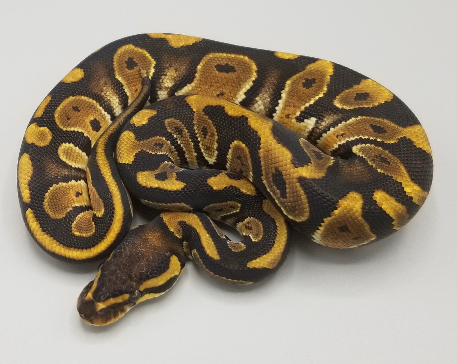 Chocolate Orange Dream Ball Python by Milbradt & Caponetto Pythons ...