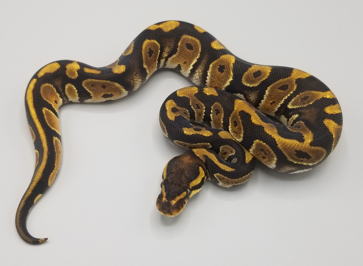 Chocolate Orange Dream Ball Python by Milbradt & Caponetto Pythons - MorphMarket