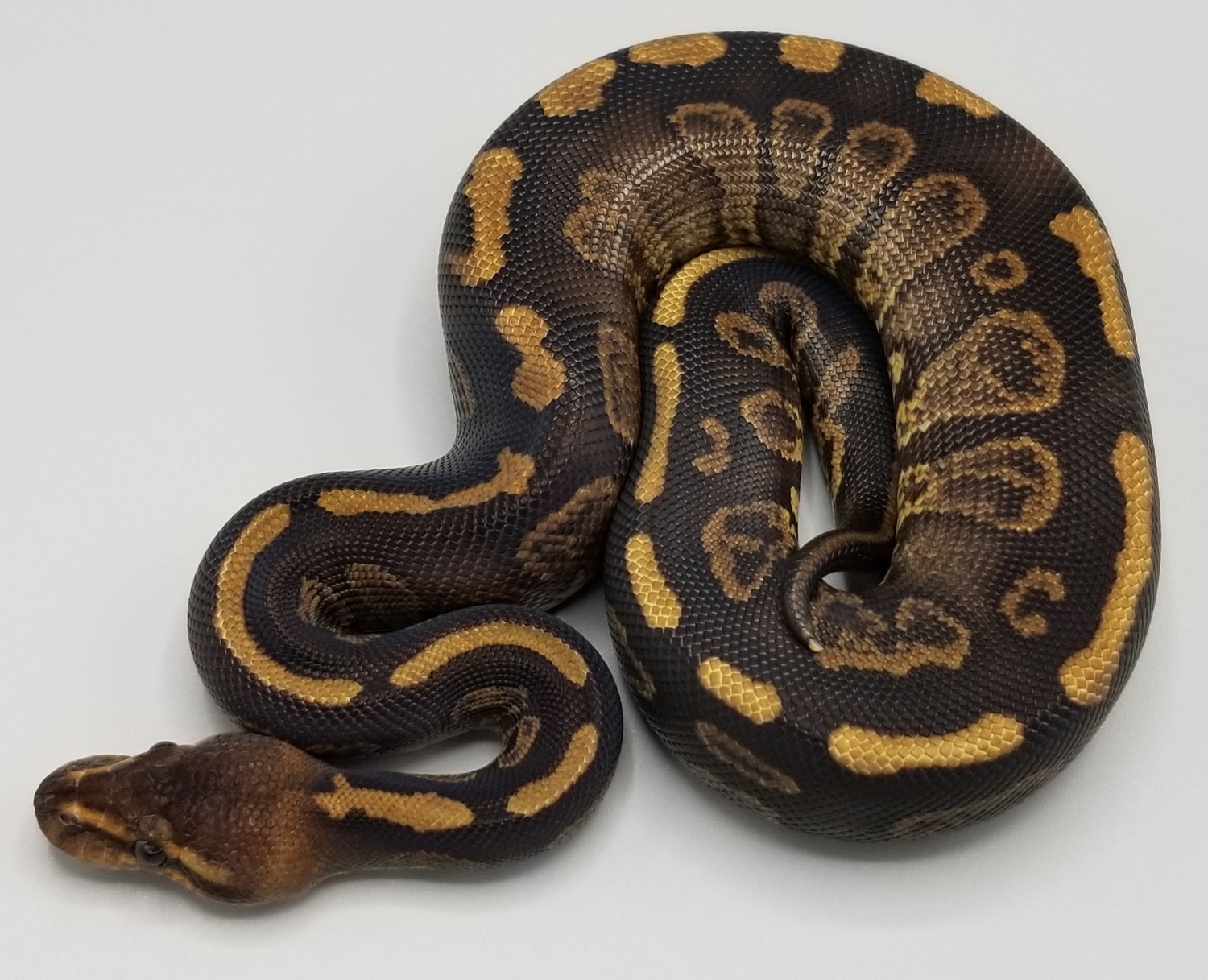 Chocolate Sable Mahogany Ball Python by Milbradt & Caponetto Pythons ...