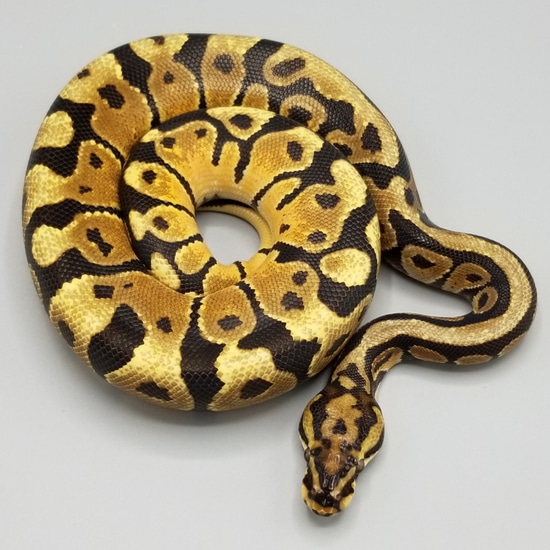 Orange Dream Spotnose Vanilla Ball Python by Milbradt & Caponetto Pythons