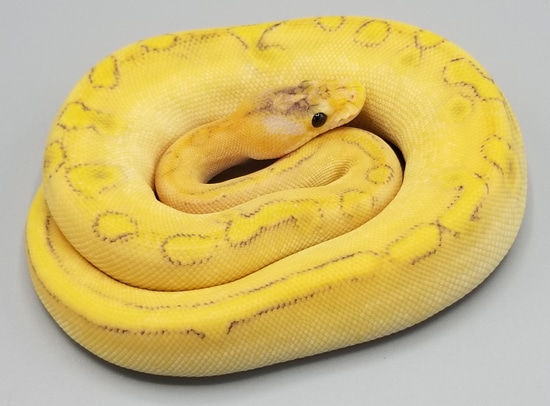 Orange Dream Mimosa Ball Python by Milbradt & Caponetto Pythons