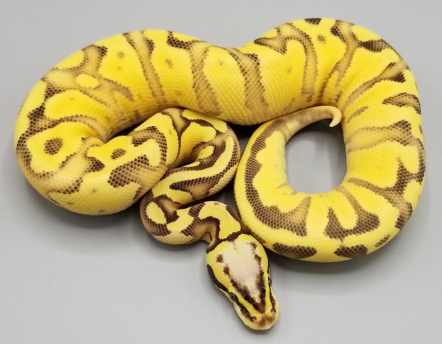 Orange Dream Enchi Superfly 66% Het Clown Ball Python by Milbradt ...