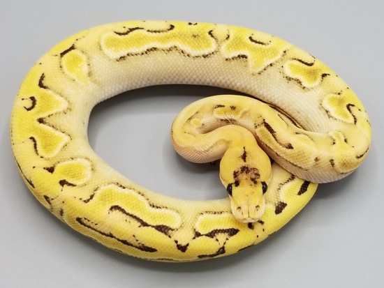 Orange Dream Super Enchi Champagne 50% Het Hypo Ball Python by Milbradt ...