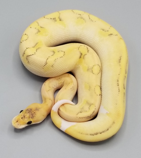 Fire Enchi Mimosa Possible Orange Dream Ball Python by Milbradt ...