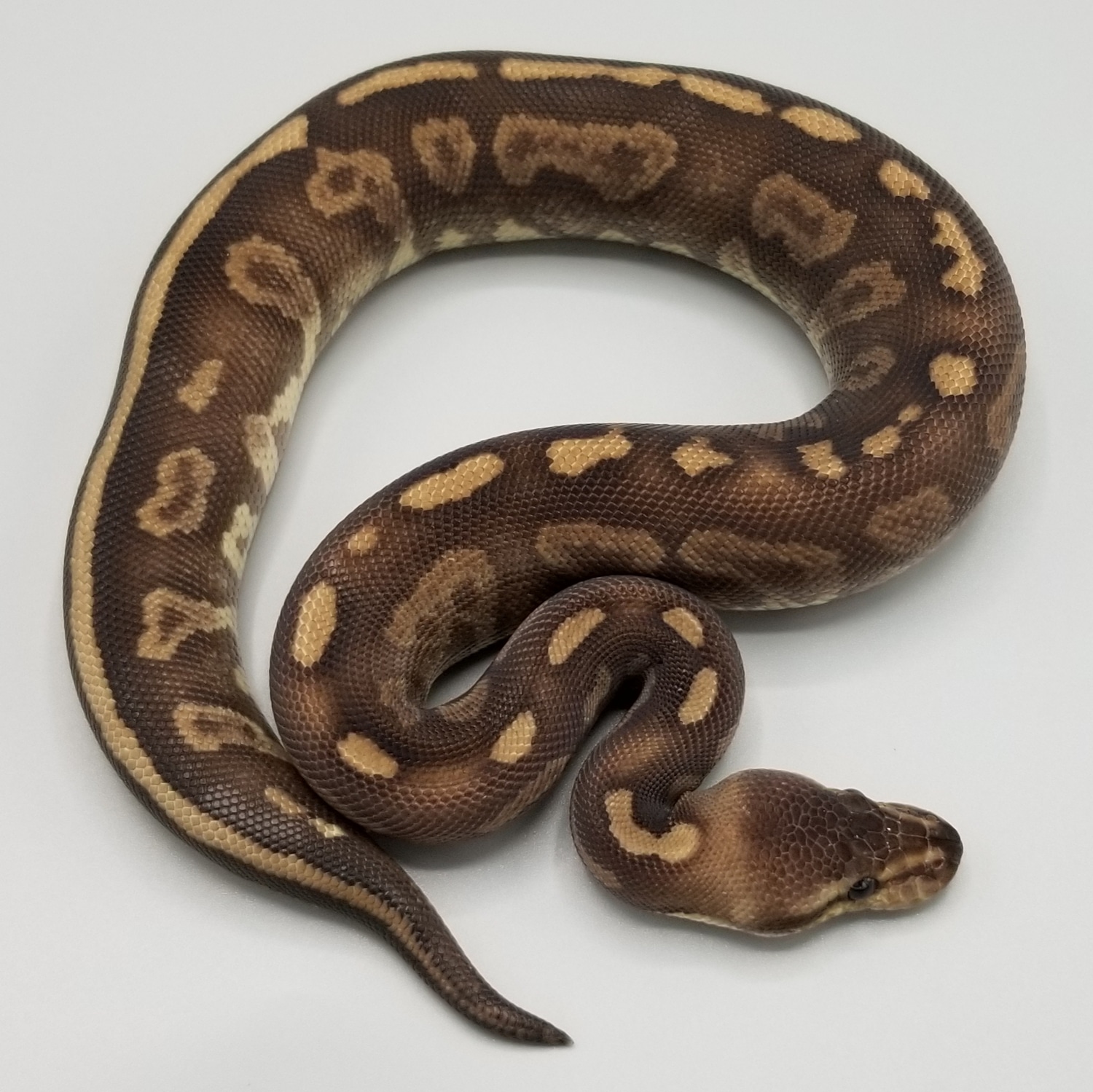 Cinnamon Mahogany Sable Ball Python by Milbradt & Caponetto Pythons ...