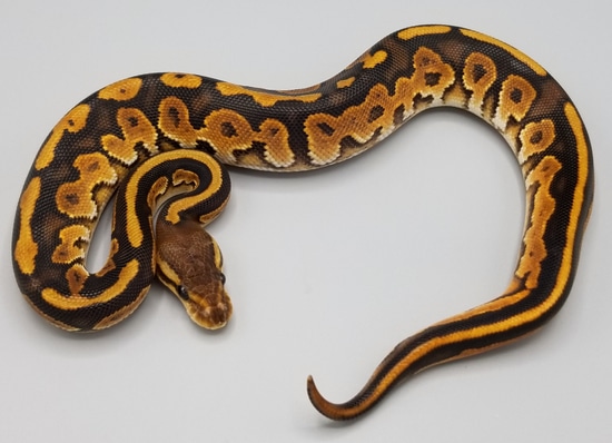 Orange Dream Black Pastel Arroyo (Possible Rio) Ball Python by Milbradt ...