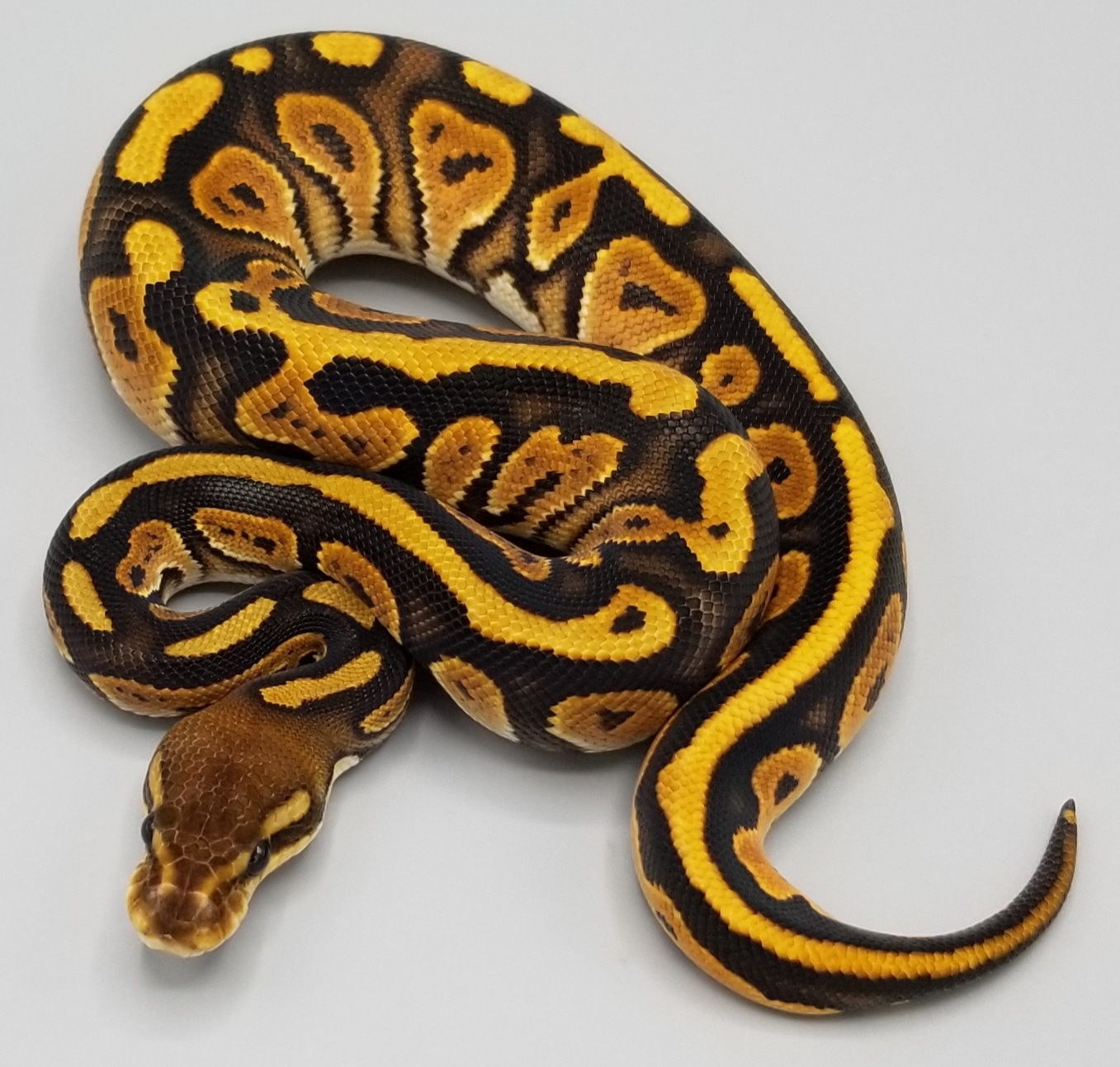 Orange Dream Black Pastel Arroyo (Possible Rio) Ball Python by Milbradt ...