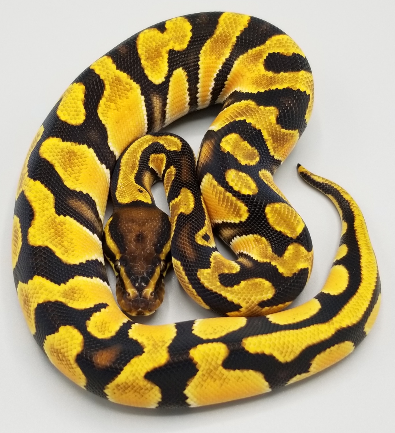 Super Orange Dream Het Hypo Ball Python by Milbradt & Caponetto Pythons ...