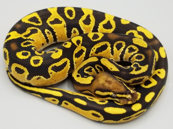Orange Dream Vanilla Het Hypo Ball Python by Milbradt & Caponetto Pythons