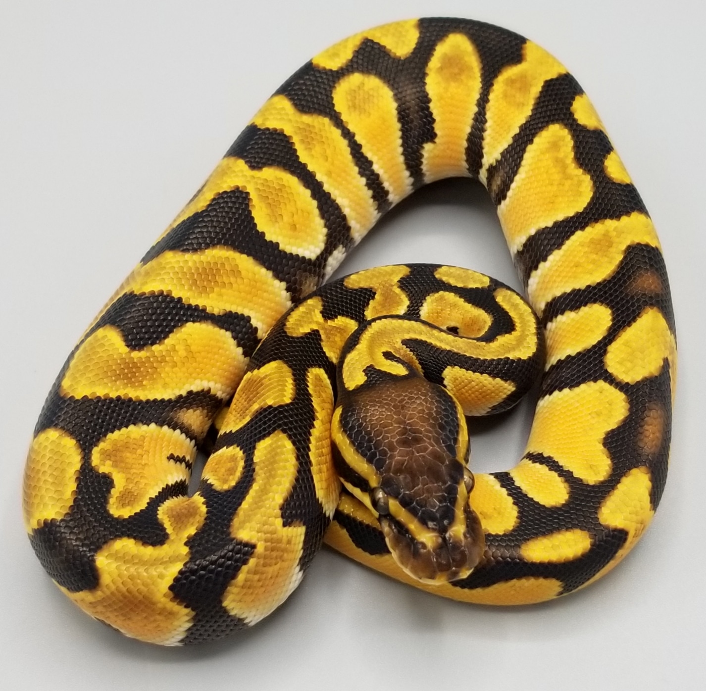 Super Orange Dream Het Hypo Ball Python by Milbradt & Caponetto Pythons ...