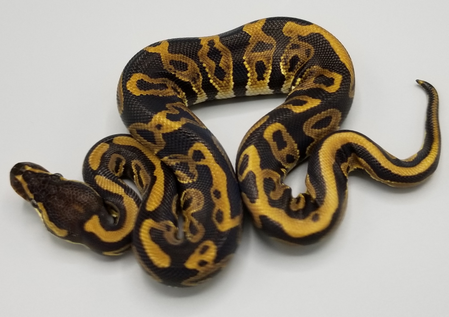 Leopard Arroyo Ball Python by Milbradt & Caponetto Pythons - MorphMarket
