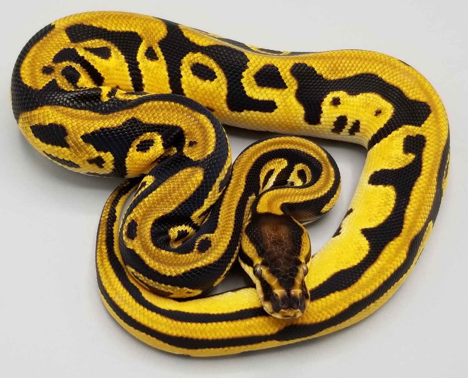 Super Orange Dream Leopard 50% Het Hypo Ball Python by Milbradt ...