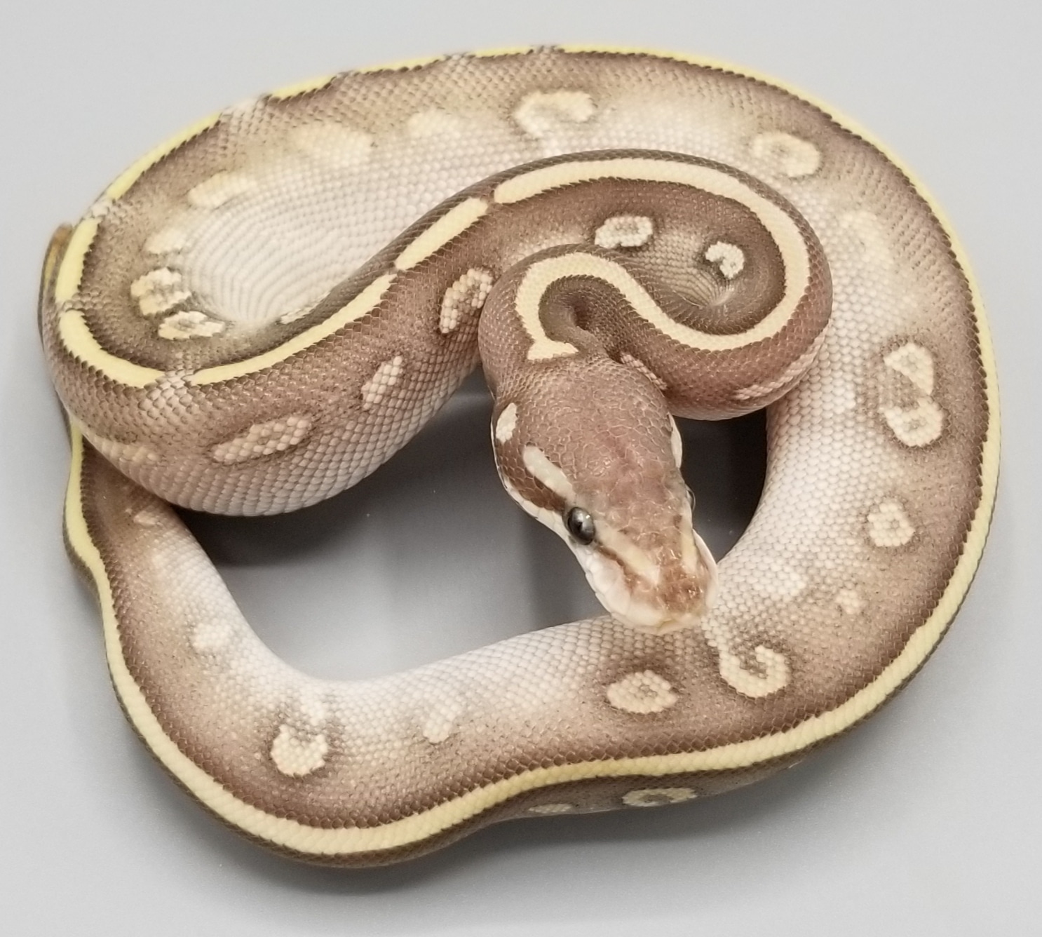 Vanilla Super Mystic Ball Python by Milbradt & Caponetto Pythons ...