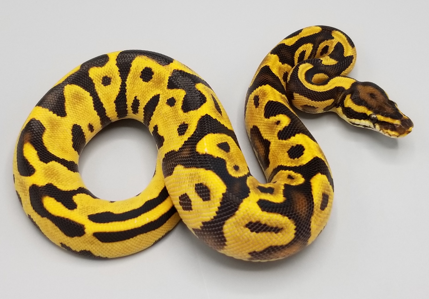 Orange Dream Leopard Fire Ball Python by Milbradt & Caponetto Pythons ...