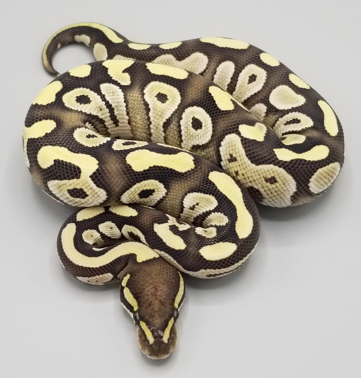 Mojave Desert Ghost Ball Python by Milbradt & Caponetto Pythons ...