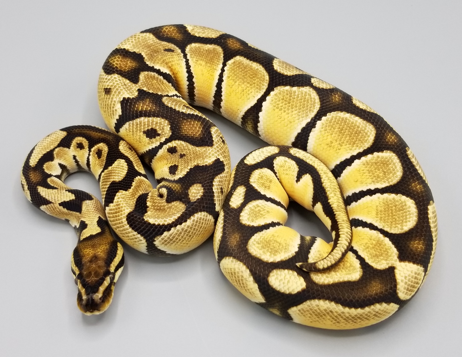 Super Orange Dream Ball Python by Milbradt & Caponetto Pythons ...