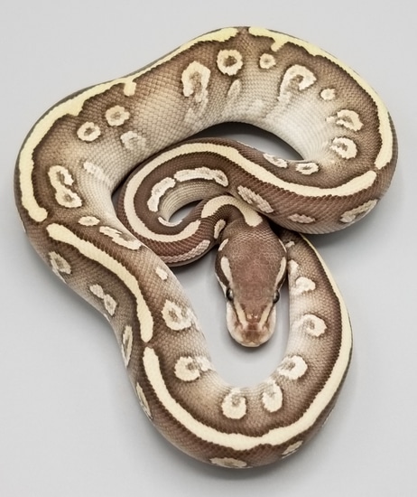 Vanilla Super Mystic Ball Python by Milbradt & Caponetto Pythons