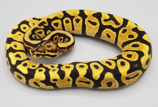 Orange Dream Vanilla Spotnose Ball Python by Milbradt & Caponetto Pythons