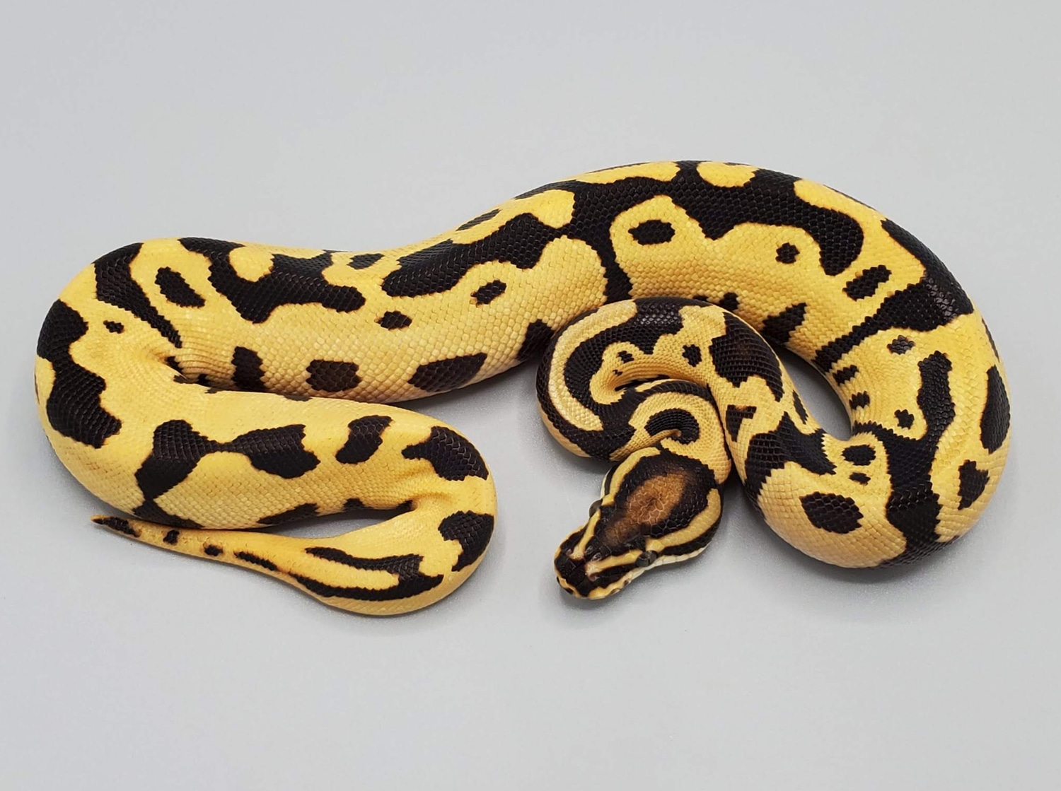 Super Orange Dream Leopard Fire Ball Python by Milbradt & Caponetto ...