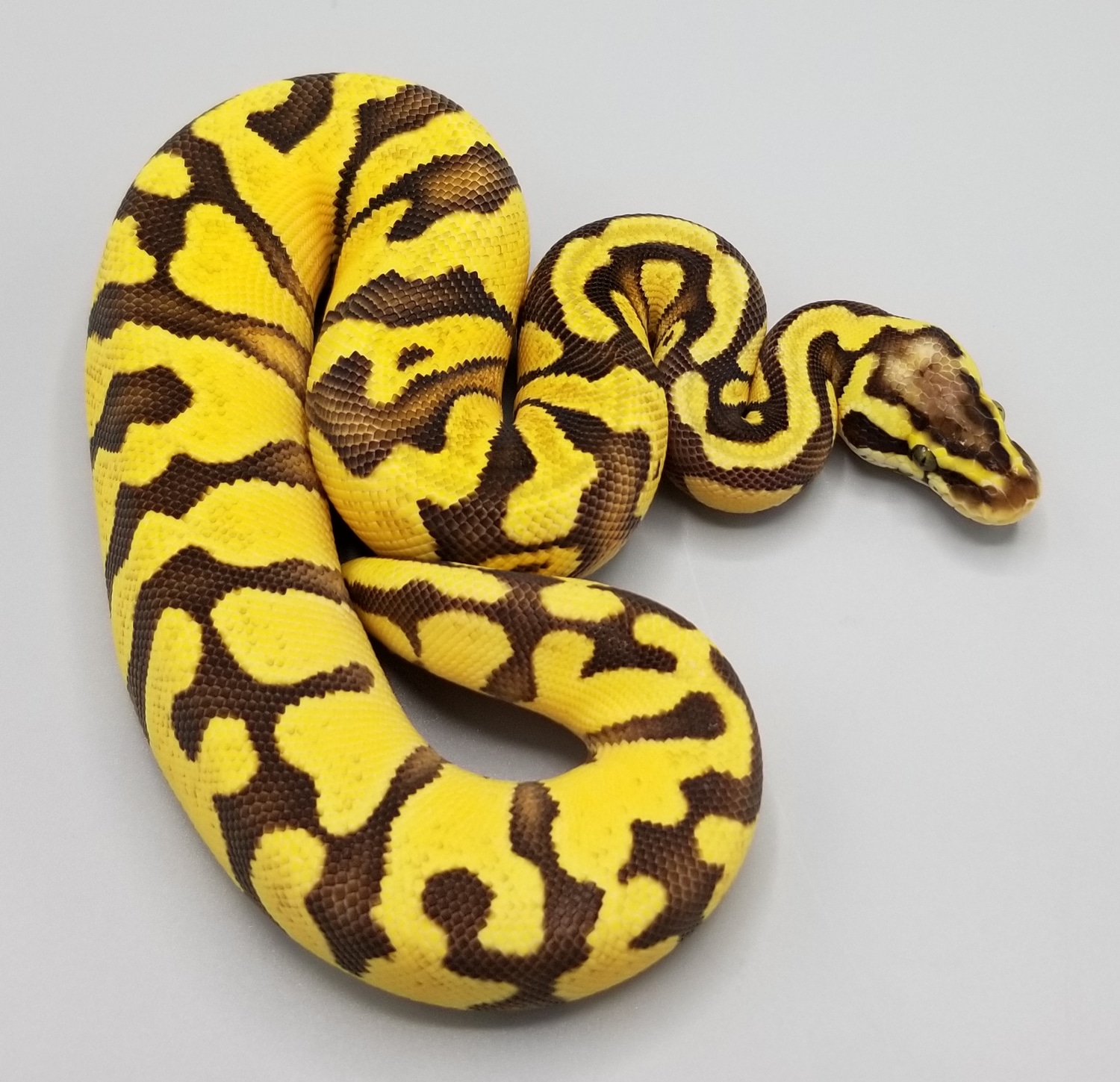 Enchi Firefly Triple Het Pied/Clown/Hypo Ball Python by Milbradt ...