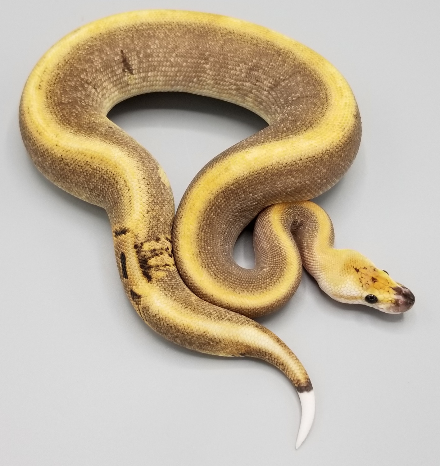 Orange Dream Cinnamon Champagne 50% Het Hypo (Possible Enchi) Ball ...