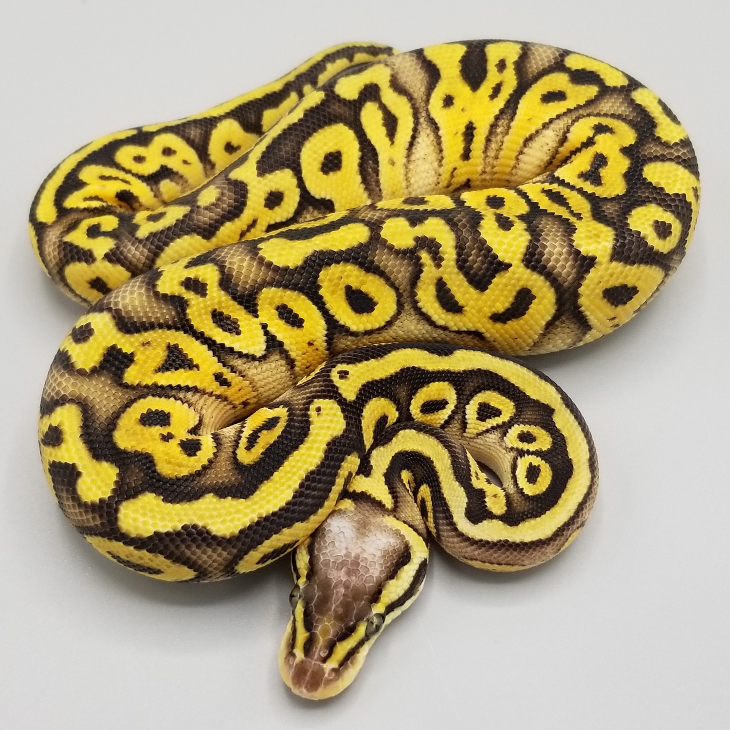 Super Pastel Double Het Pied/Clown (Possible Vanilla) Ball Python by ...