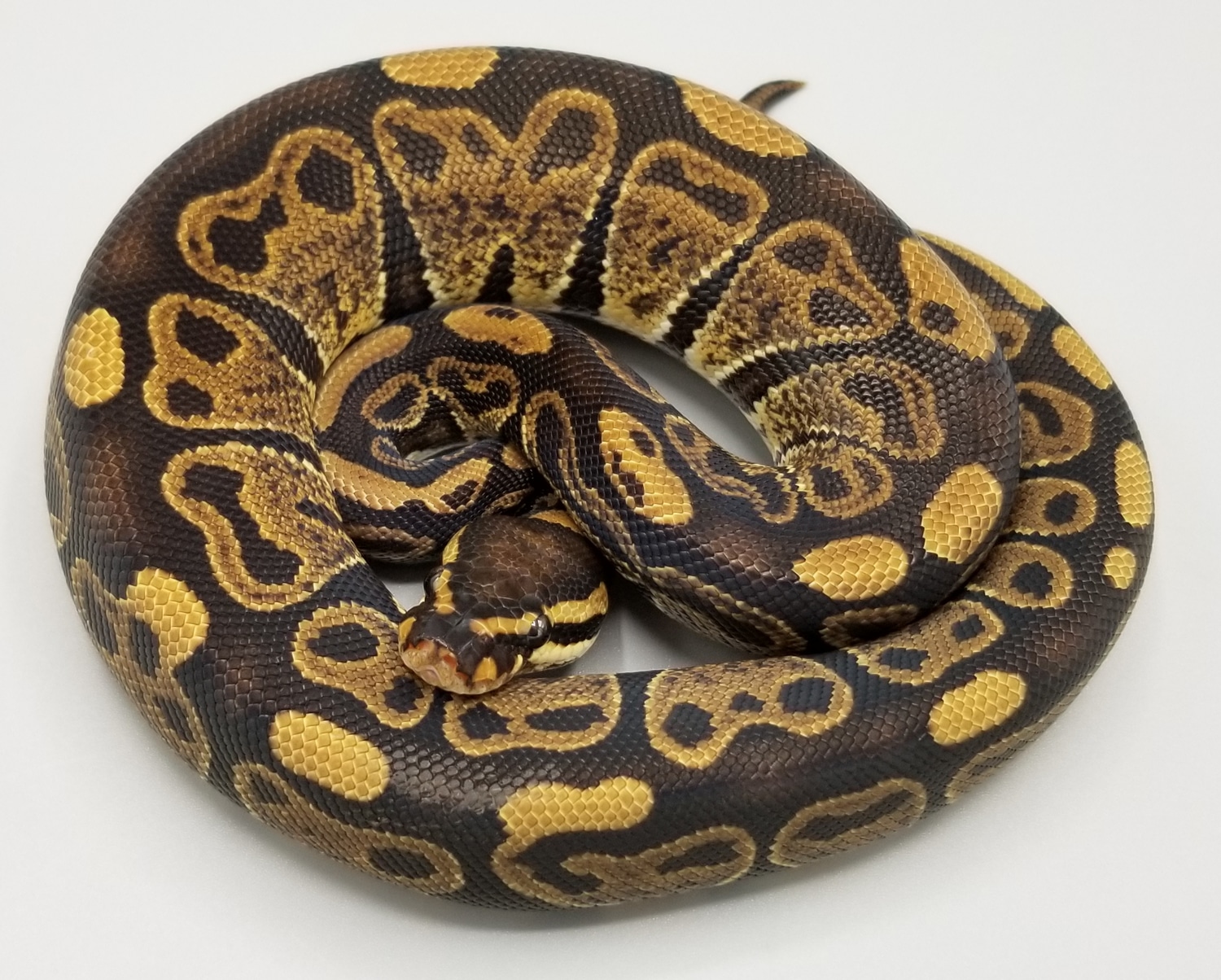 Sable Ball Python by Milbradt & Caponetto Pythons - MorphMarket