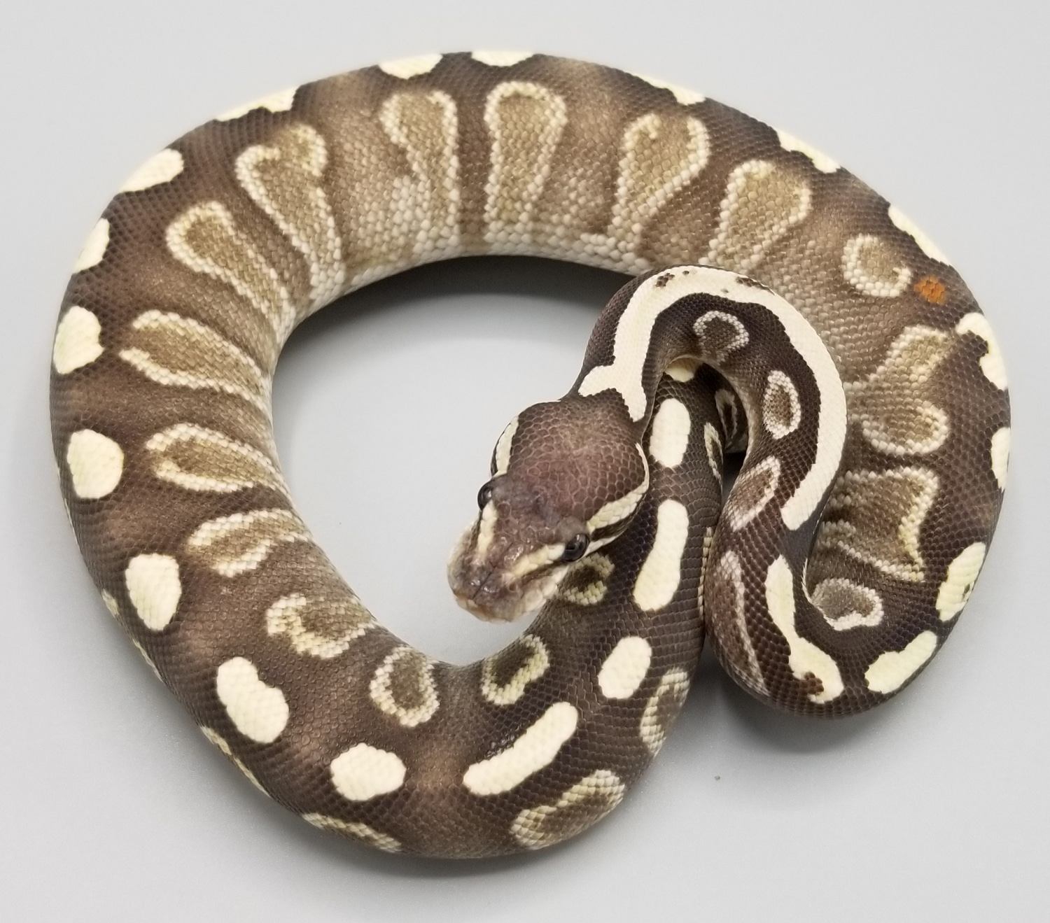 GHI Mojave Desert Ghost Ball Python by Milbradt & Caponetto Pythons ...