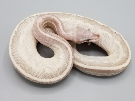Vanilla Cream Super Mystic Ball Python by Milbradt & Caponetto Pythons