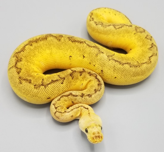Enchi Lemon Blast Clown Ball Python by Milbradt & Caponetto Pythons