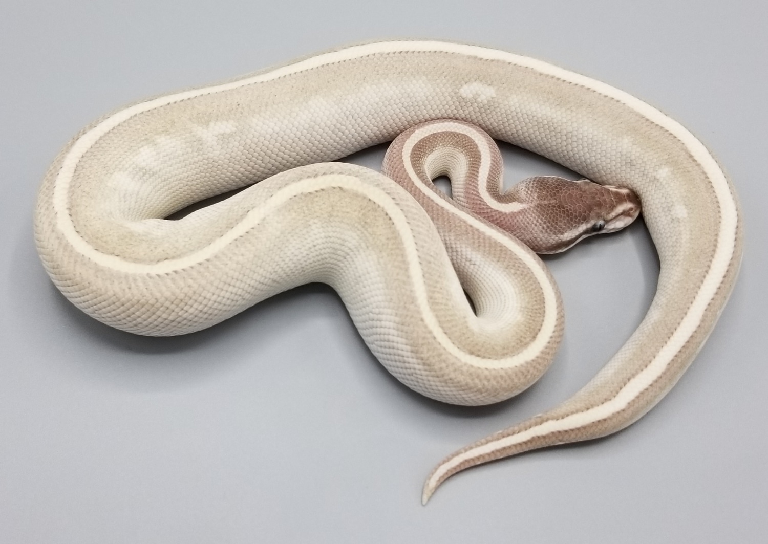 Vanilla Mystic Potion Ball Python by Milbradt & Caponetto Pythons ...
