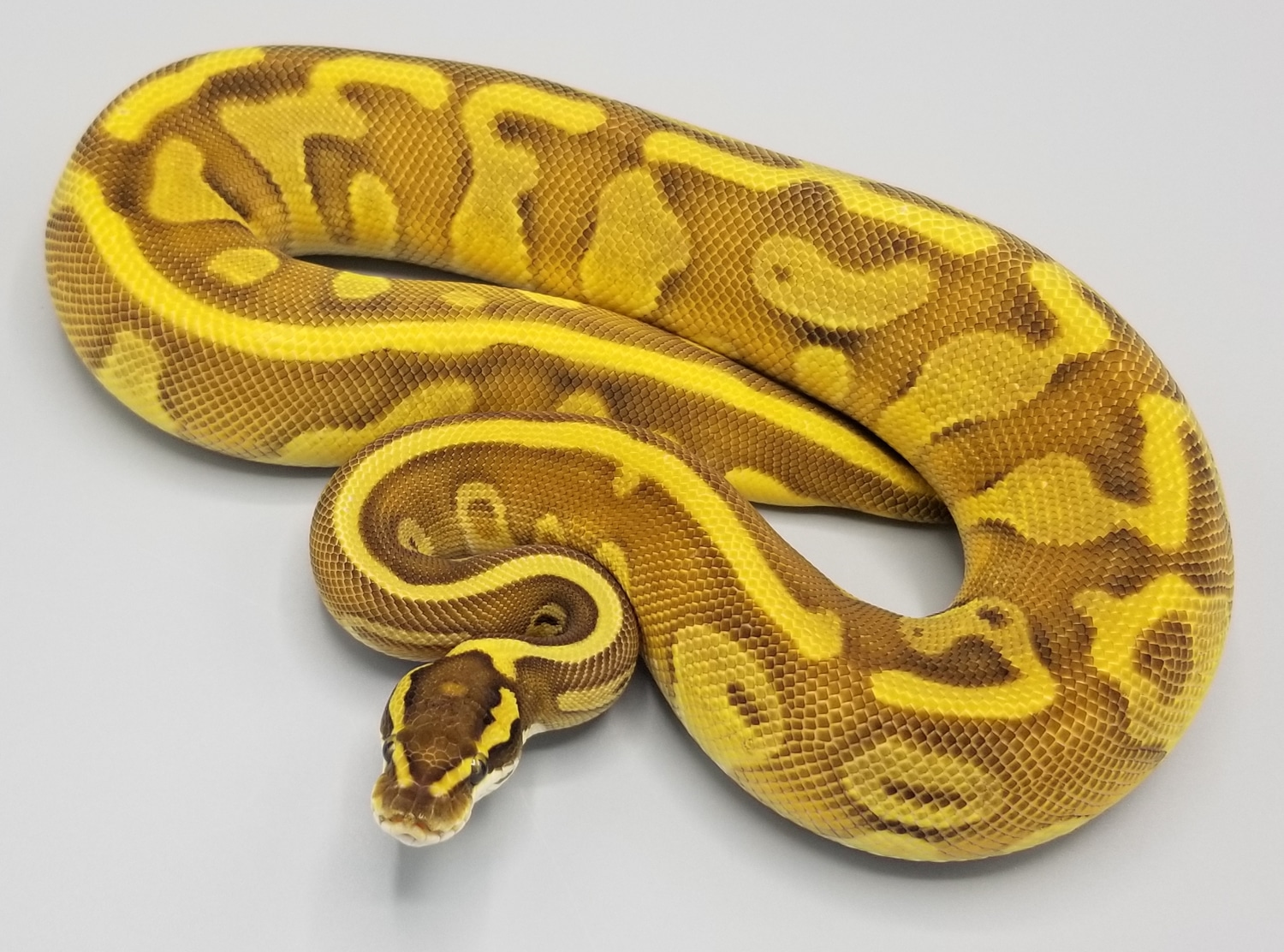 Orange Dream Leopard Enchi Lesser Agent Orange Ball Python by Milbradt ...