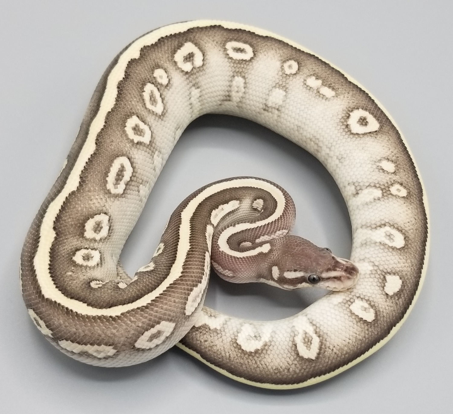 Vanilla Super Mystic Ball Python by Milbradt & Caponetto Pythons ...