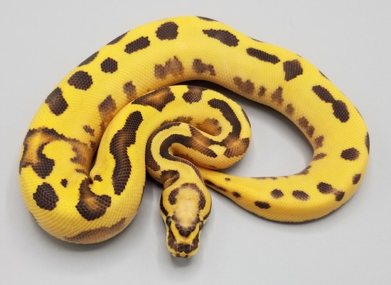 Orange Dream Leopard Vanilla Cream Ball Python by Milbradt & Caponetto ...