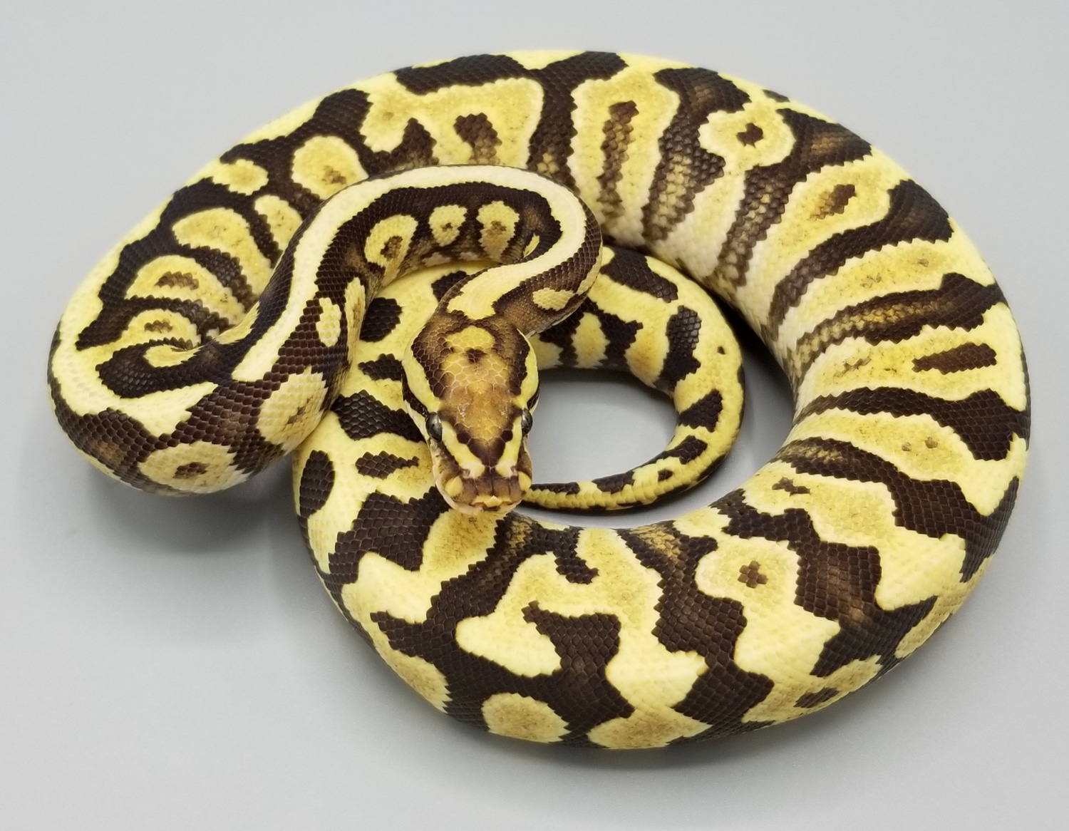 Mystic Spotnose Fire 50% Het Clown Ball Python by Milbradt & Caponetto ...
