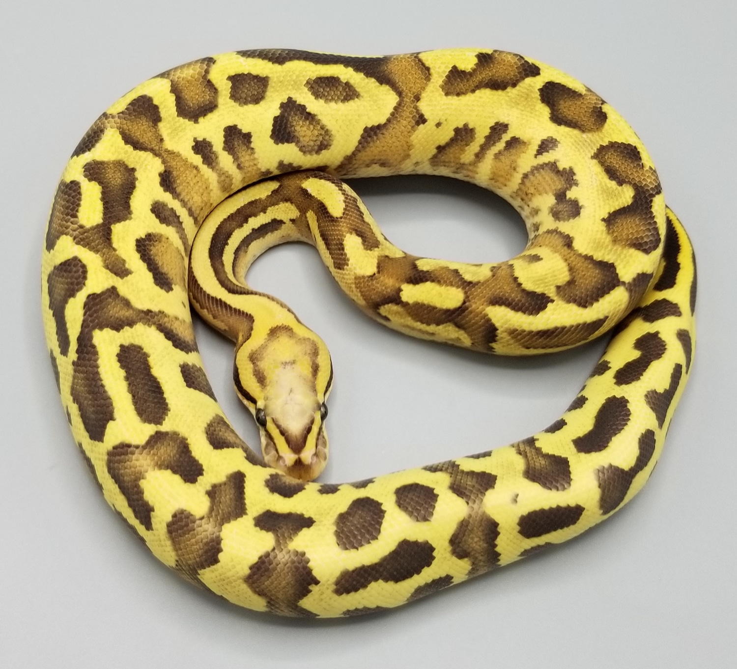 Leopard Vanilla Cream Het Clown Ball Python by Milbradt & Caponetto ...