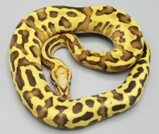 Leopard Vanilla Cream Het Clown Ball Python by Milbradt & Caponetto ...