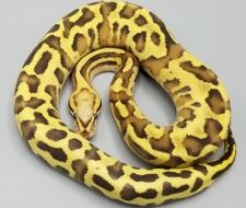 Leopard Vanilla Cream Het Clown Ball Python by Milbradt & Caponetto ...