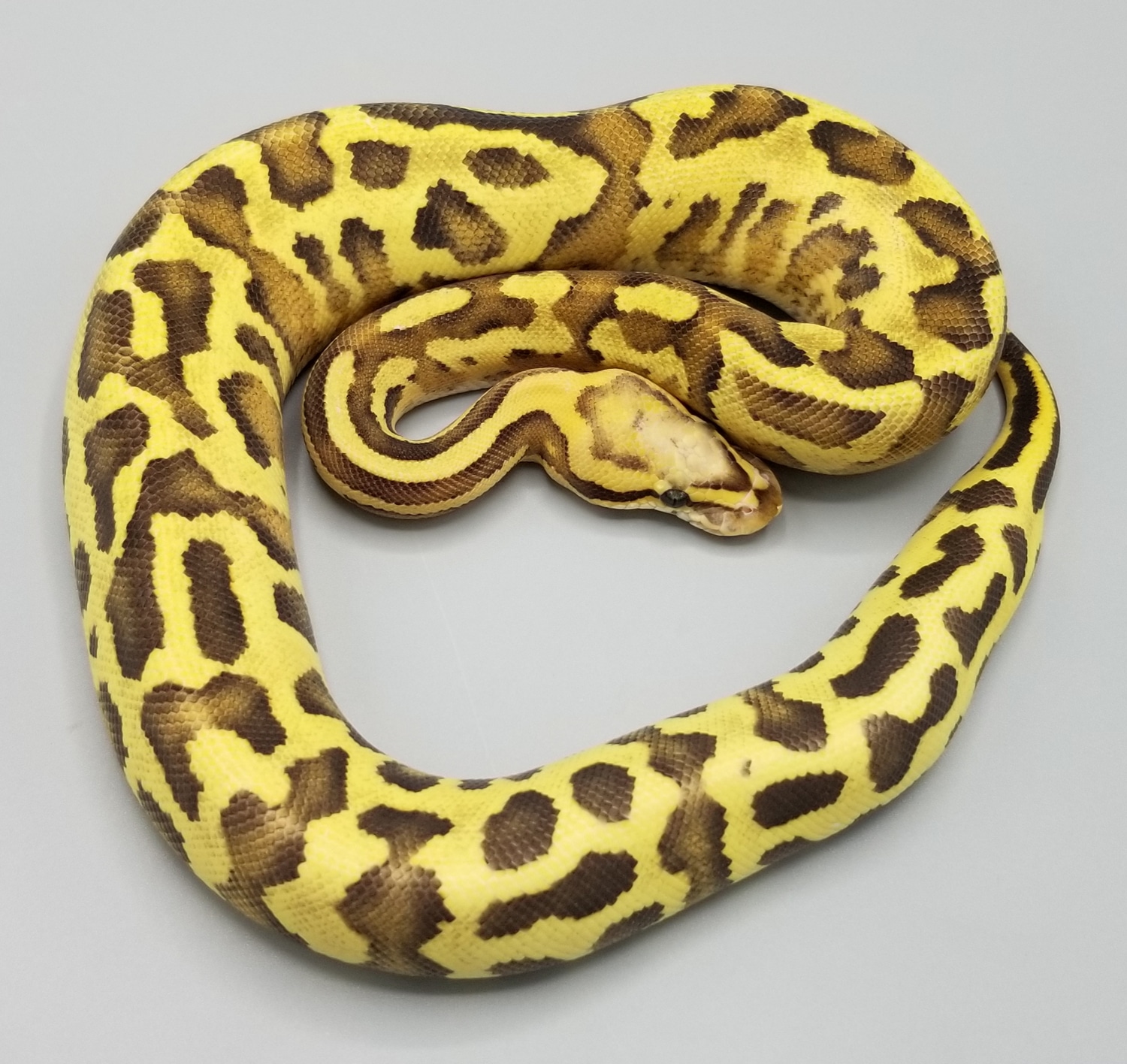 Leopard Vanilla Cream Het Clown Ball Python by Milbradt & Caponetto ...