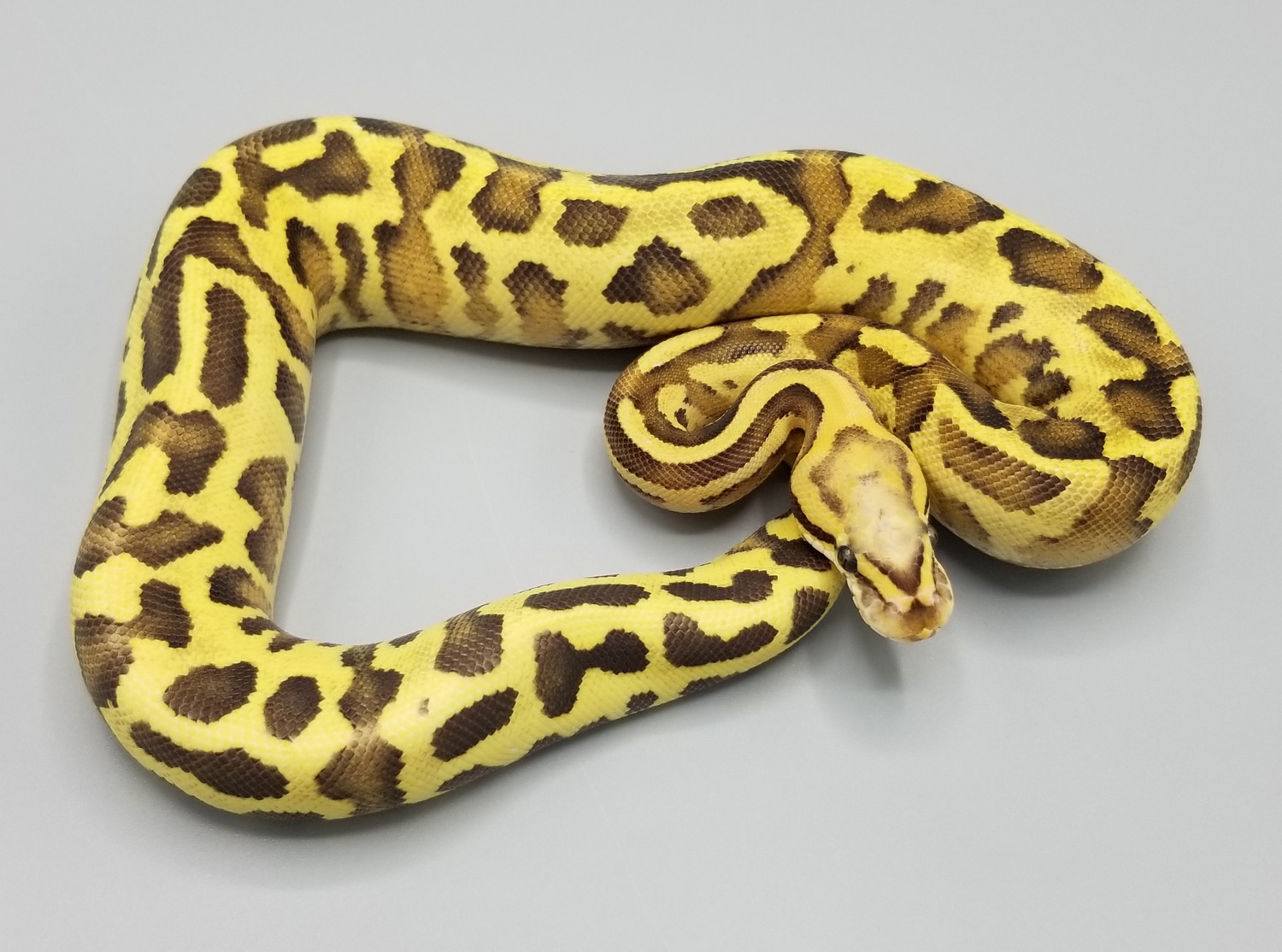 Leopard Vanilla Cream Het Clown Ball Python by Milbradt & Caponetto ...