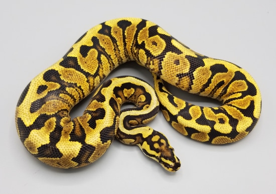 Red Stripe Spotnose Yellowbelly Het Hypo 50% Het Clown Ball Python by ...