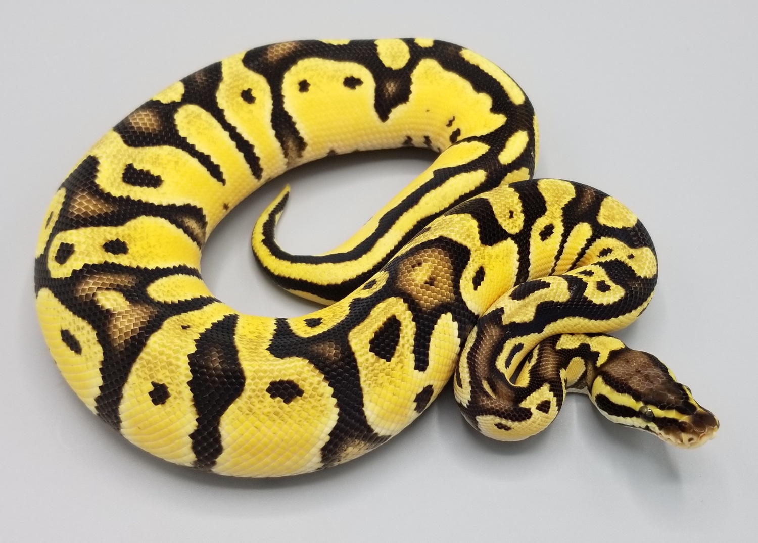Pastel Orange Dream Vanilla/Fire Ball Python by Milbradt & Caponetto ...