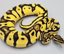 Pastel Orange Dream Vanilla/Fire Ball Python by Milbradt & Caponetto ...