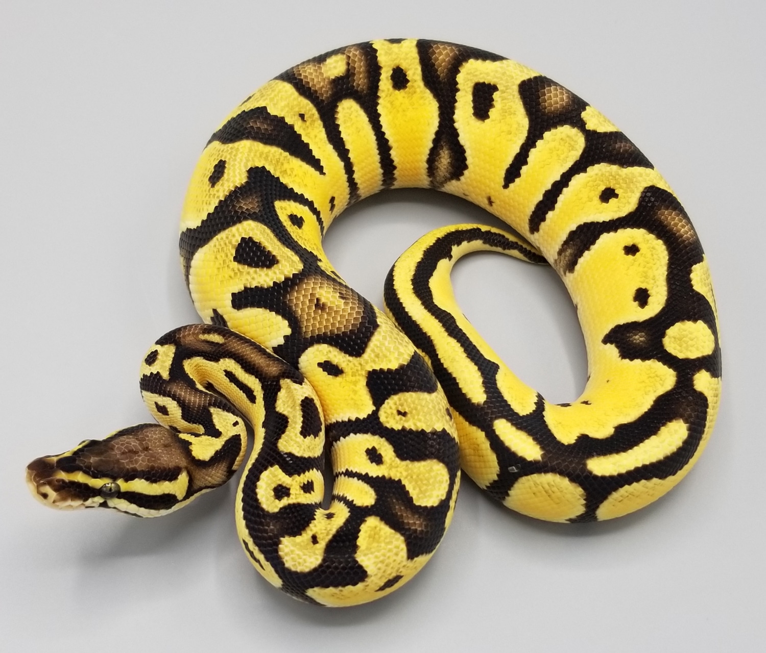 Pastel Orange Dream Vanilla/Fire Ball Python by Milbradt & Caponetto ...