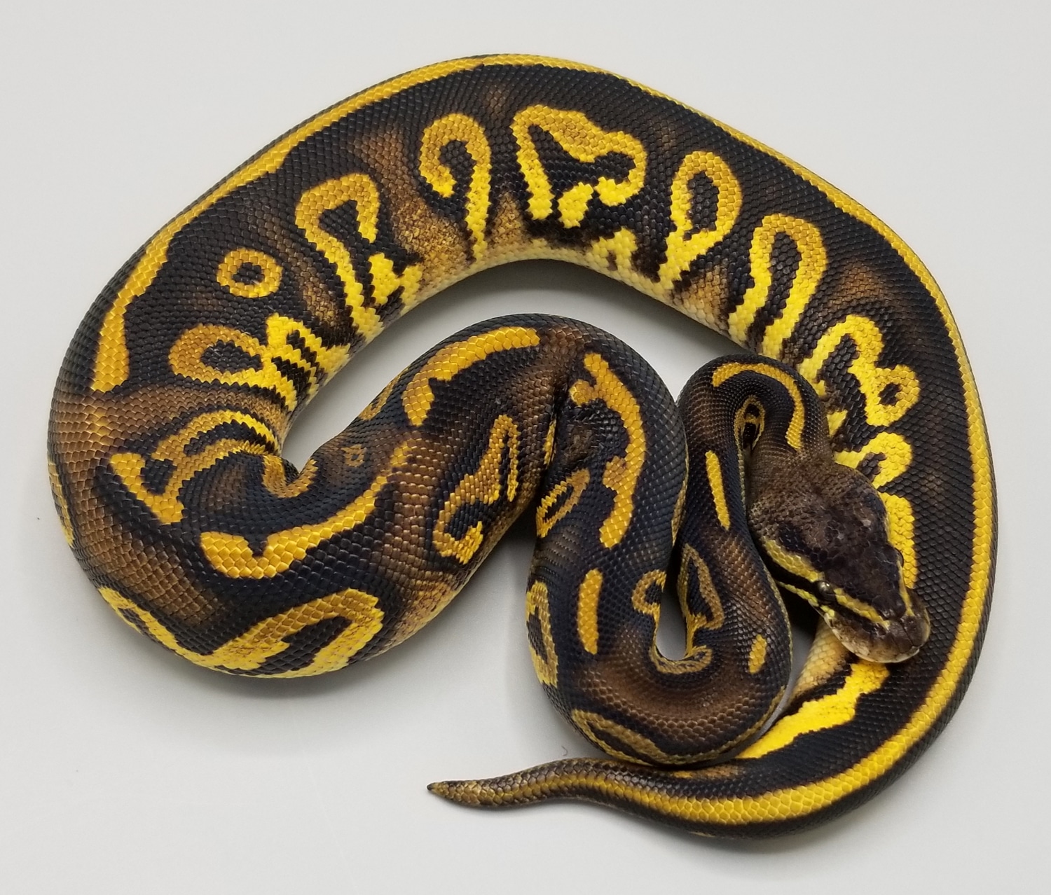 Leopard Blackhead Pastel 66% Het Pied 50% Het VPI Axanthic Ball Python ...