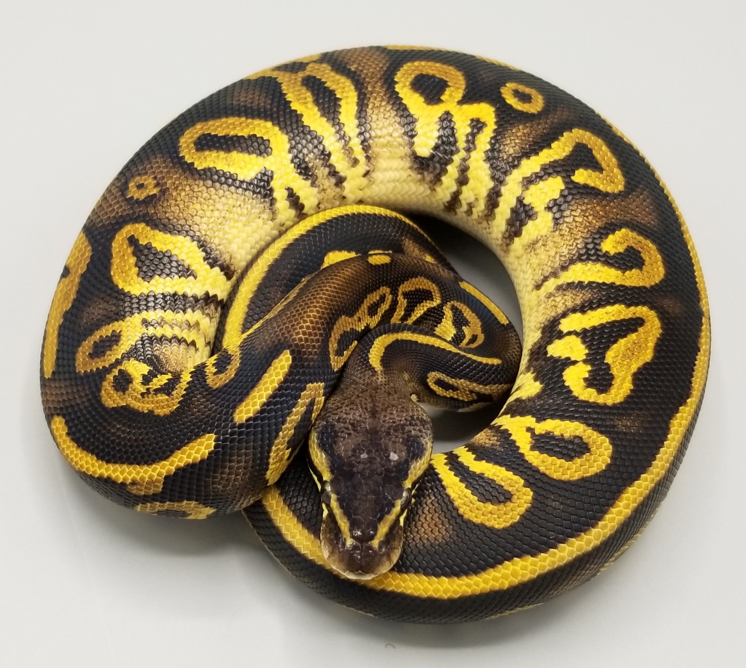 Leopard Blackhead Pastel 66% Het Pied 50% Het VPI Axanthic Ball Python ...
