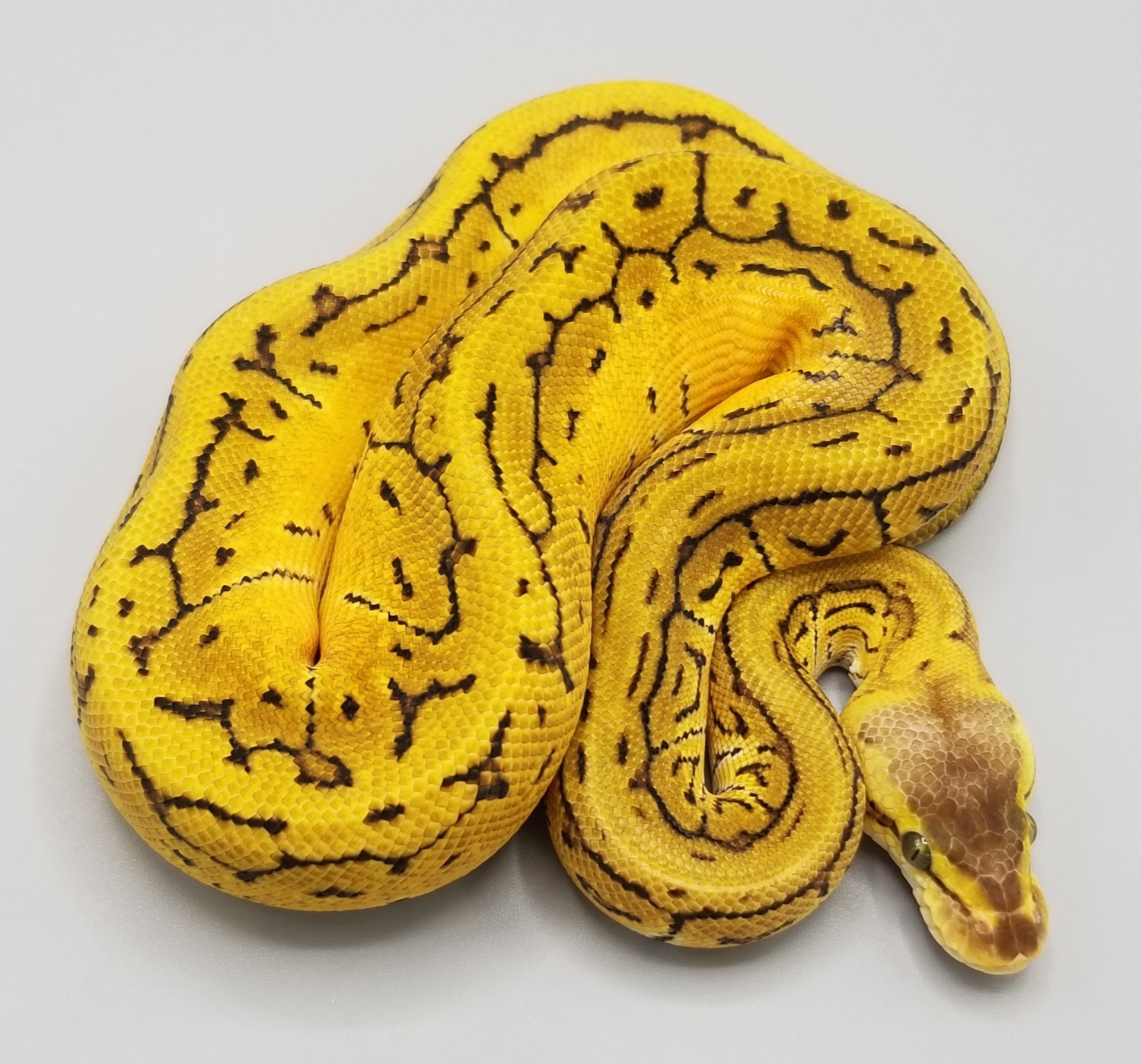 Vanilla Lemon Blast Double Het Pied/Clown Ball Python by Milbradt ...