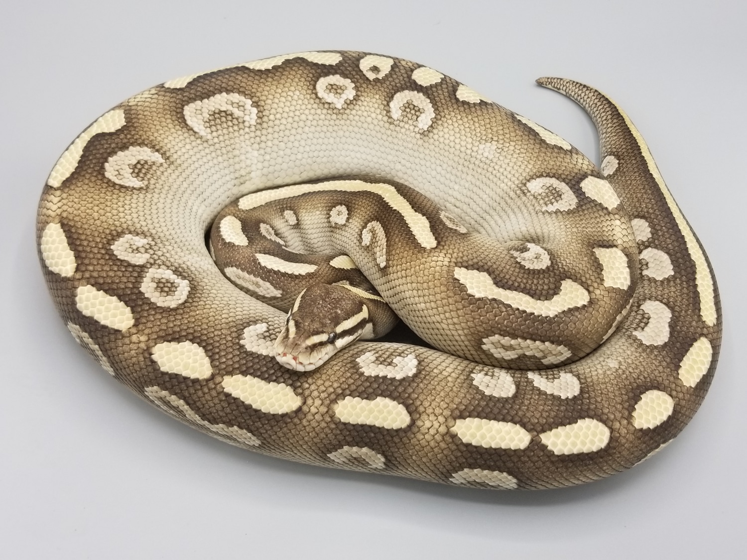 Super Mystic Ball Python by Milbradt & Caponetto Pythons - MorphMarket