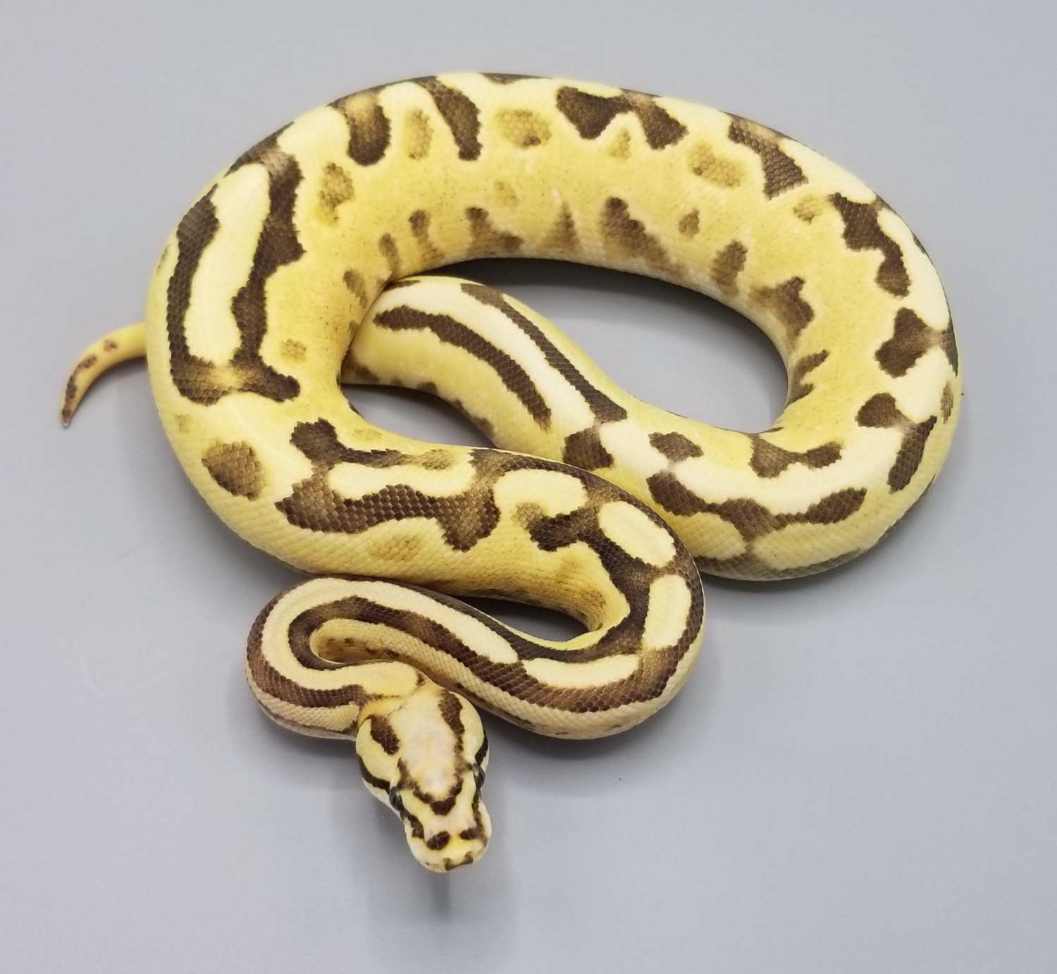 Orange Dream Spotnose Vanilla Cream Ball Python by Milbradt & Caponetto ...