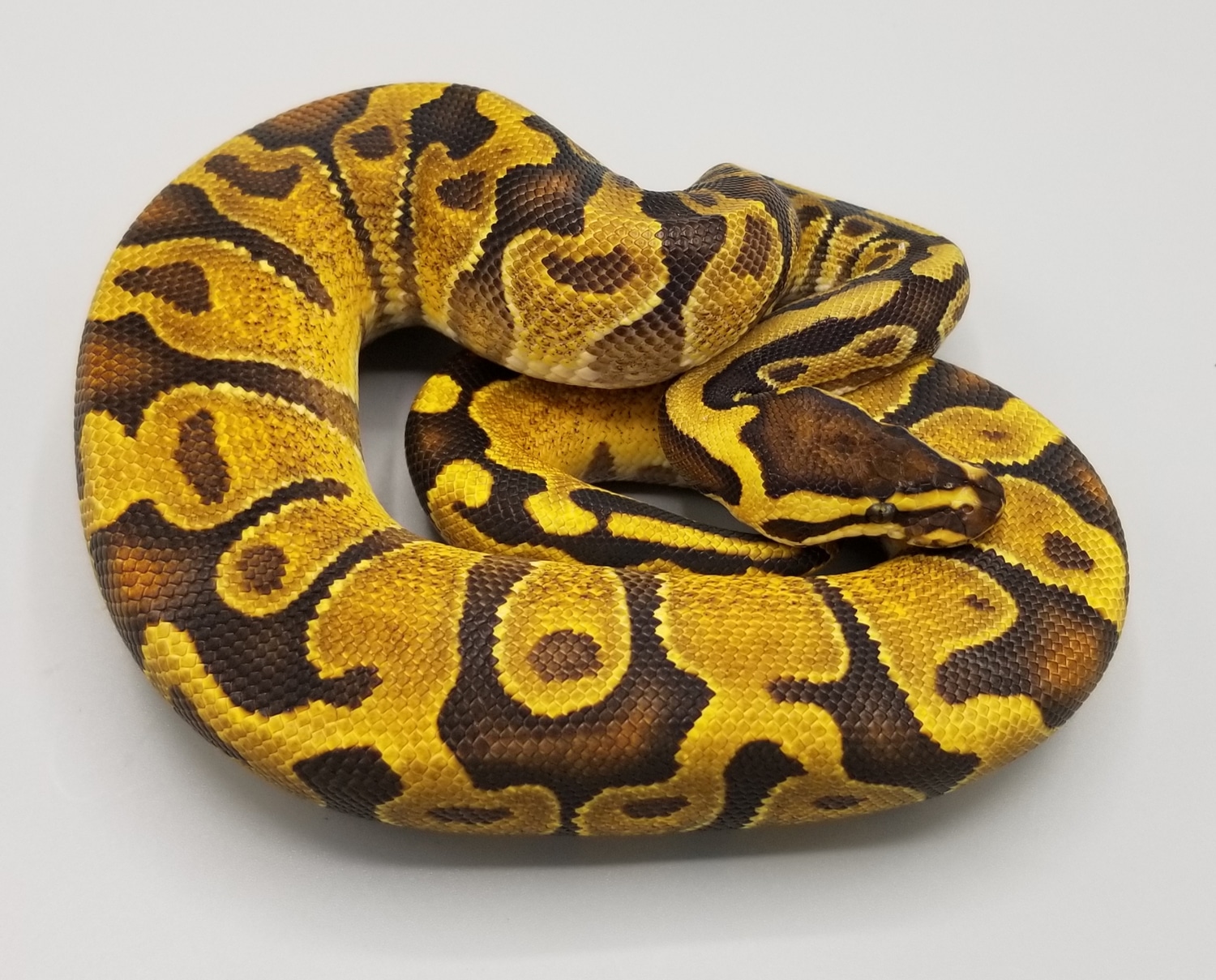 Gravel Enchi Ball Python by Milbradt & Caponetto Pythons - MorphMarket